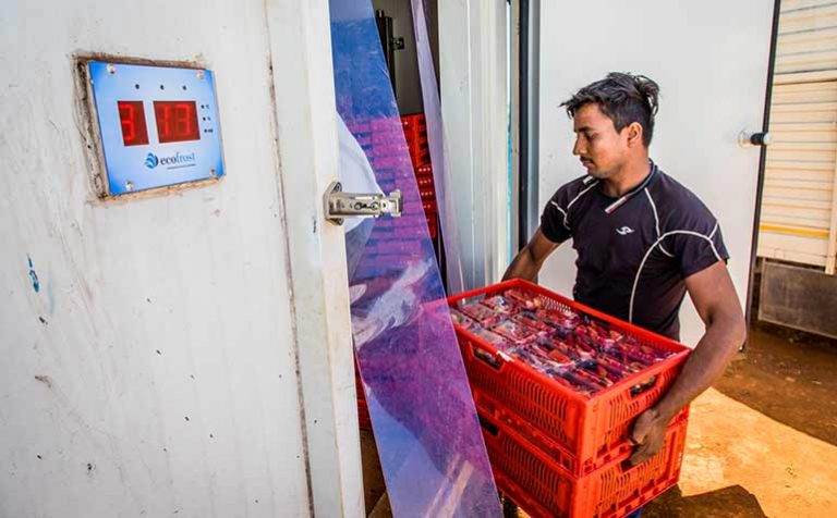 Solar fridge provides lifeline for Indian farmers - Cooling Post