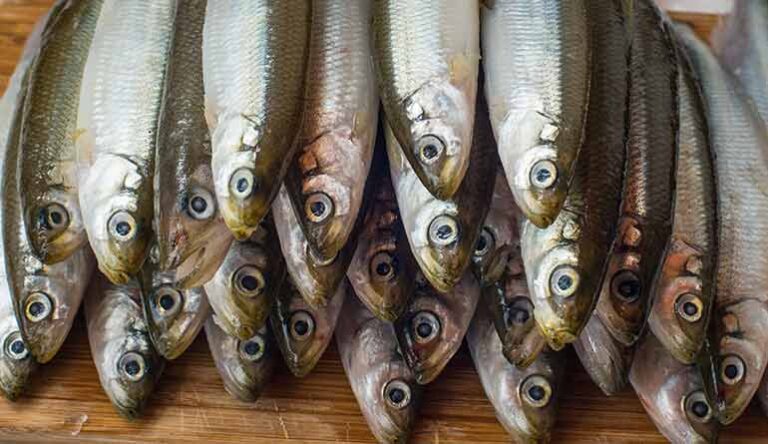 Keeping fish fresh with slurry ice - Cooling Post